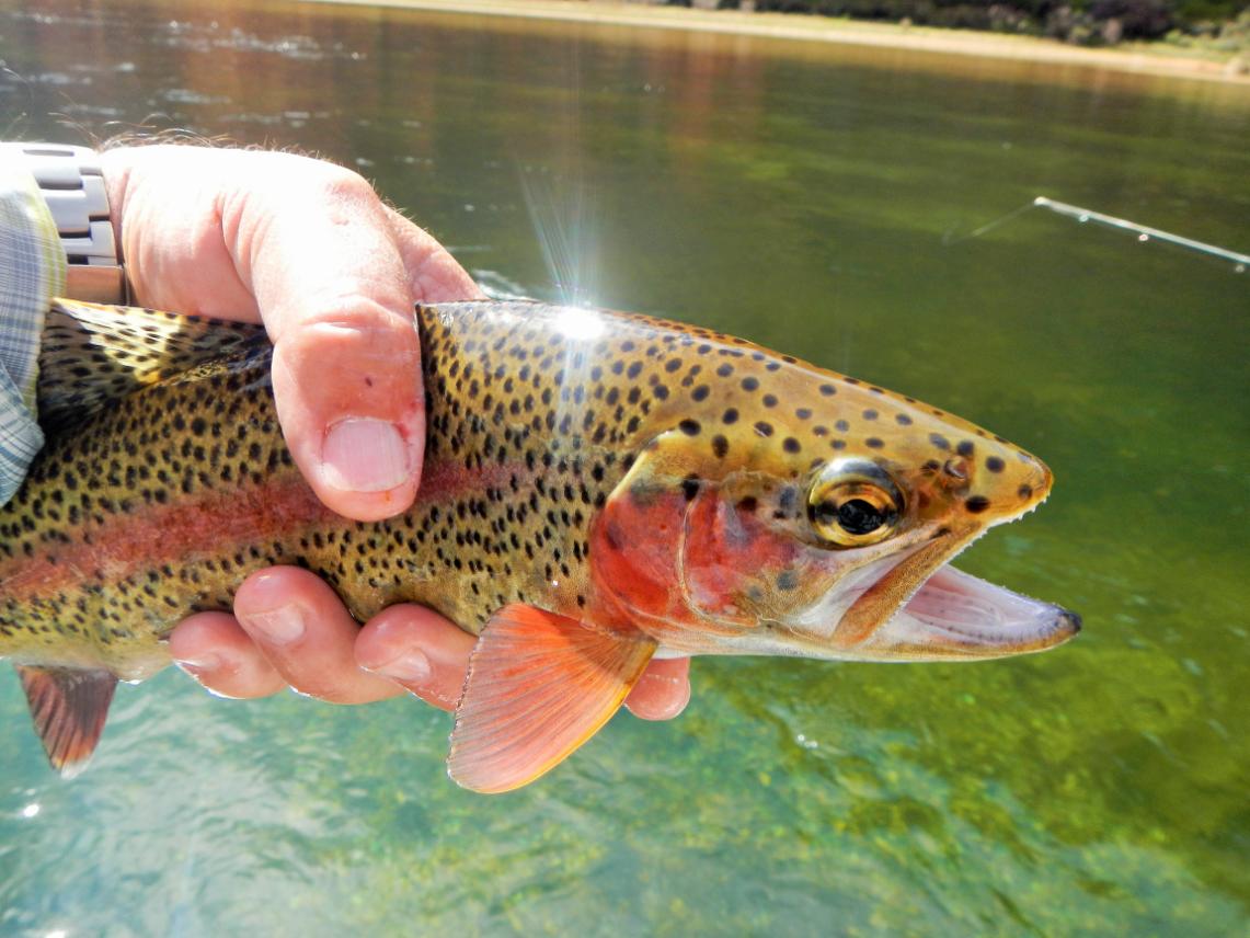 Lees Ferry Anglers | Guides & Fly Shop