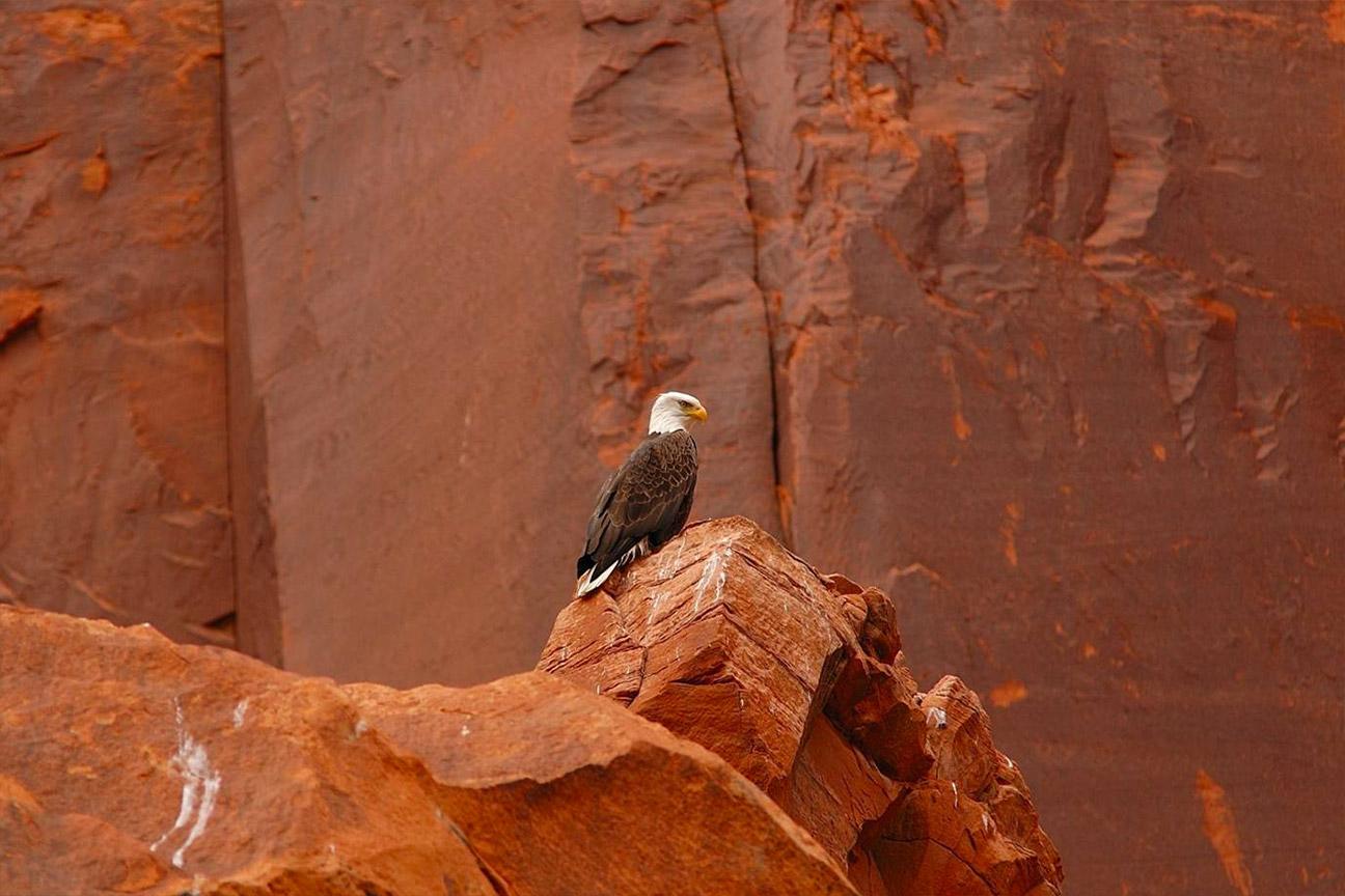 What You Should Know | Lees Ferry Anglers