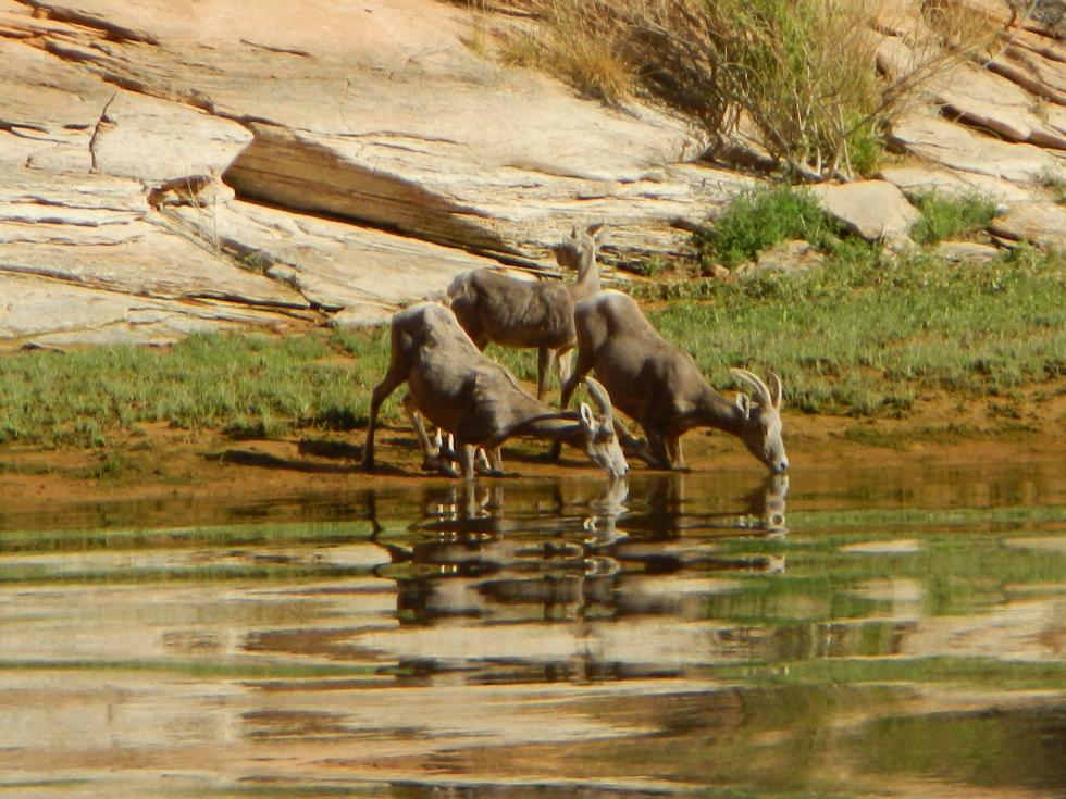 What You Should Know | Lees Ferry Anglers